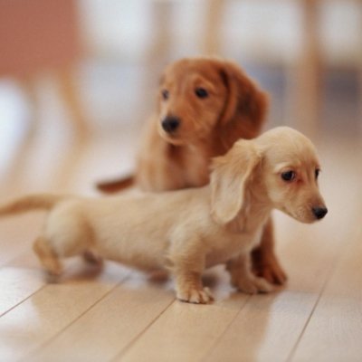 7 Tips for Introducing New Pets to the Household ...